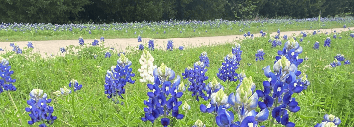 Mesquite Championship Rodeo 2025 Season - Visit Mesquite